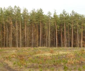 forest textures - Texturelib